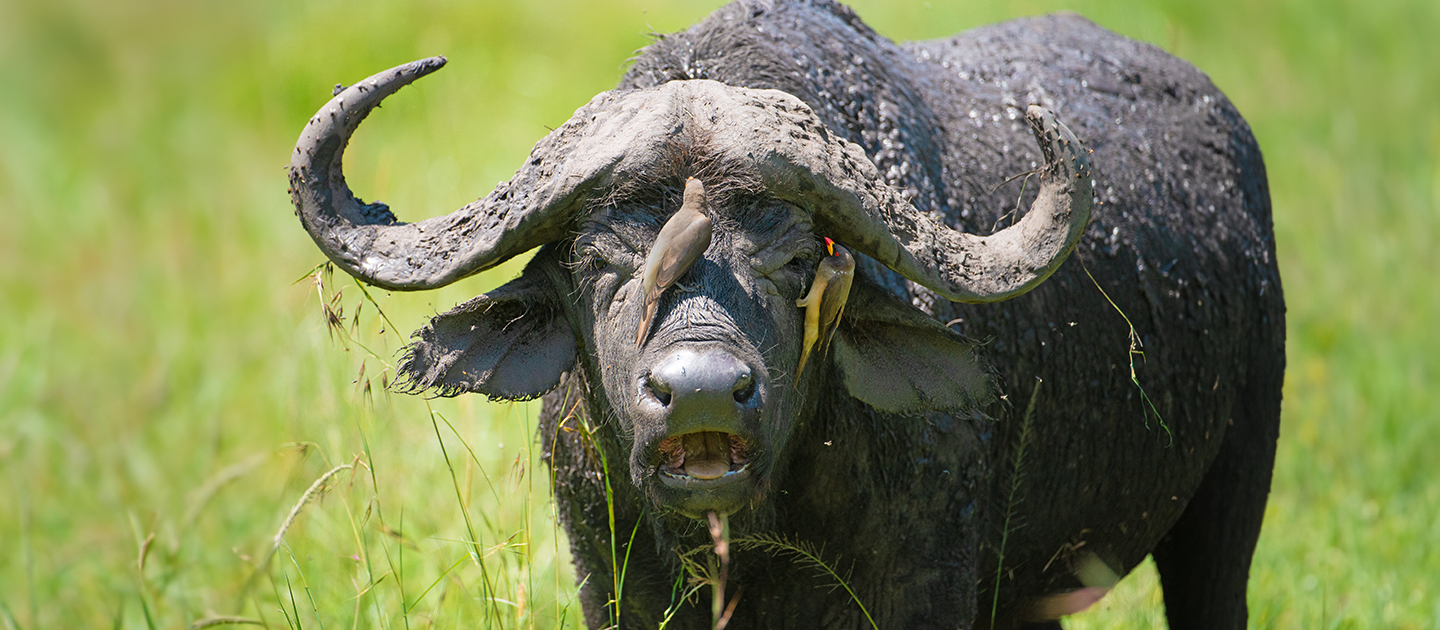 Focaliser sur Dieu ou les obstacles?