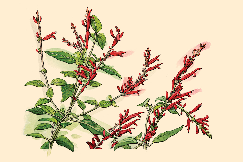 El santo hábito de la dicha