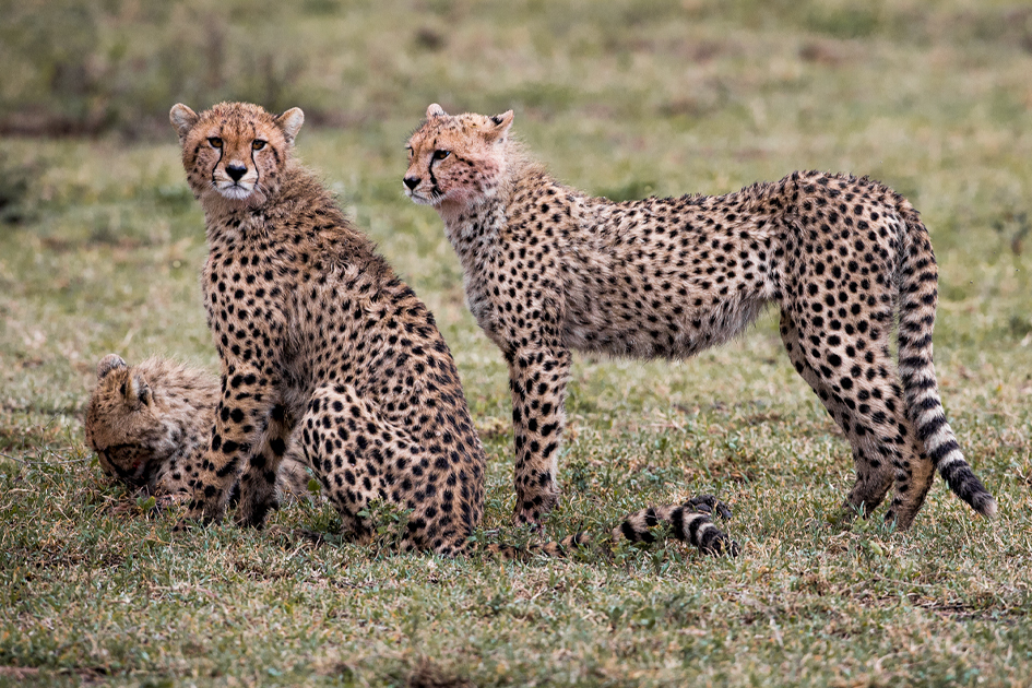 En mi visor: Serengeti, Tanzania